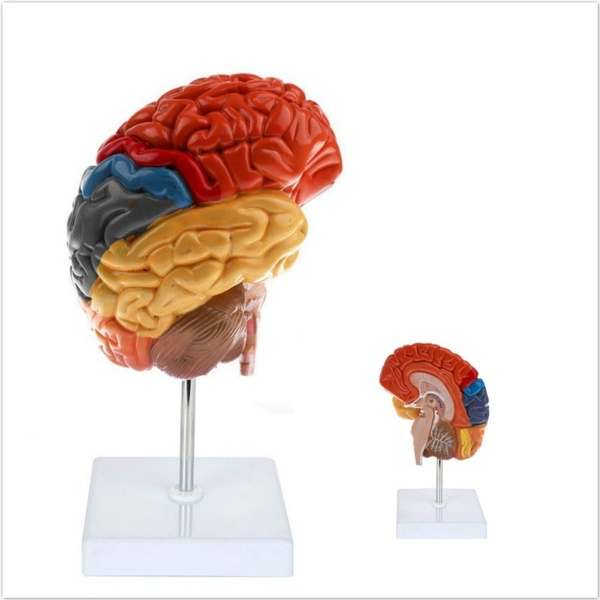 Human Brainstem Model for Display of School Medical Study Teaching ...