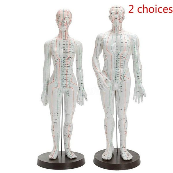 48/ 50cm Human Body Acupuncture Model Male Female Meridians Model Chart ...