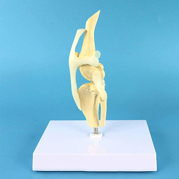 Dog Knee Ligaments Veterinary Anatomy Model | Wish