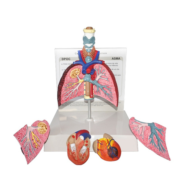 Human Organ Lung Model PVC Material Medical Anatomical Throat Lung ...