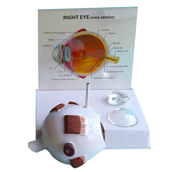 Half eye model Learning tools for eye anatomy Anatomic model of half ...