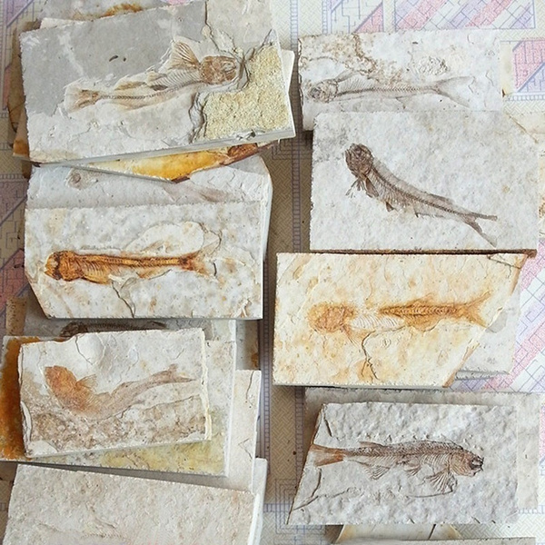 China Liaoning Lycoptera Davidi plate specimen Jurassic to Cretaceous ...