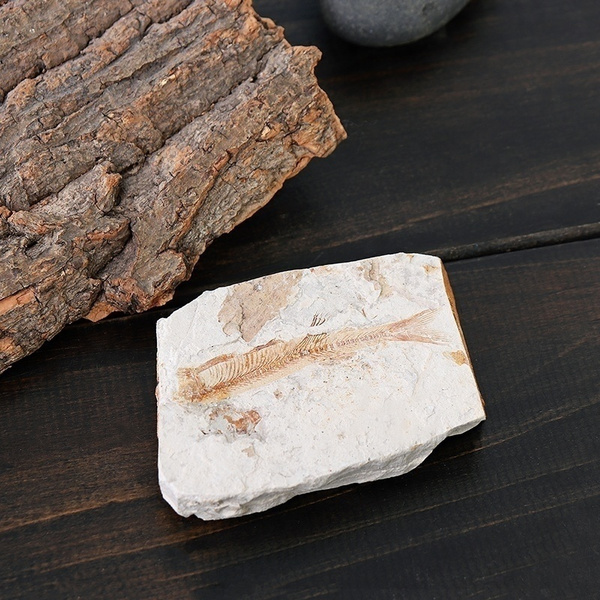 China Liaoning Lycoptera Davidi plate specimen Jurassic to Cretaceous ...