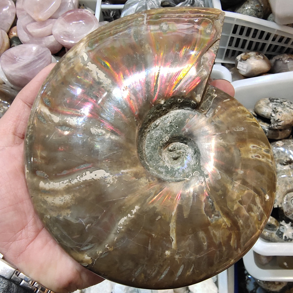Natural colourful ammonite fossil quartz crystal specimen healing ...