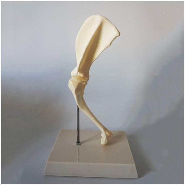 Canine Dog Shoulder Joint Model Pet Veterinary Teaching Model | Wish