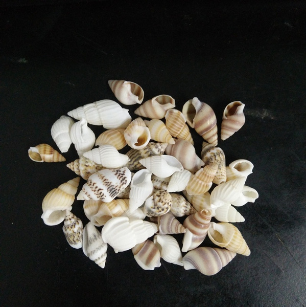 30g Conch Sea Shell Landscape Home Decor DIY Bottle | Wish