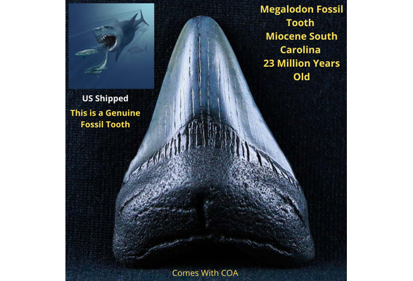 MEGALODON Shark Tooth Fossil 100% REAL Authenticity Guaranteed Serrated ...