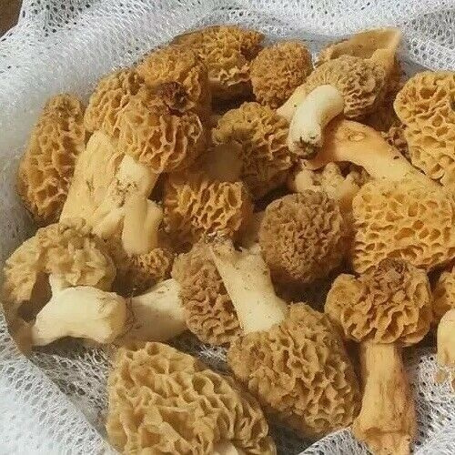 Yellow Morels Morel Mushroom Spores In Sawdust Bag Mushrooms Spore Grow ...