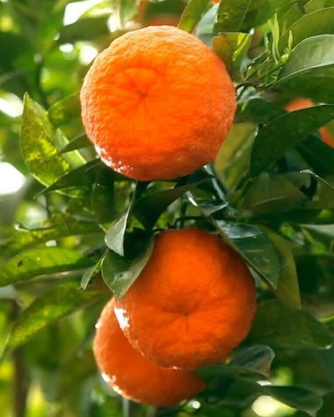 Tangerine Fruit Tree Real Live Plant Citrus 3"6"seedling Mandarin ...