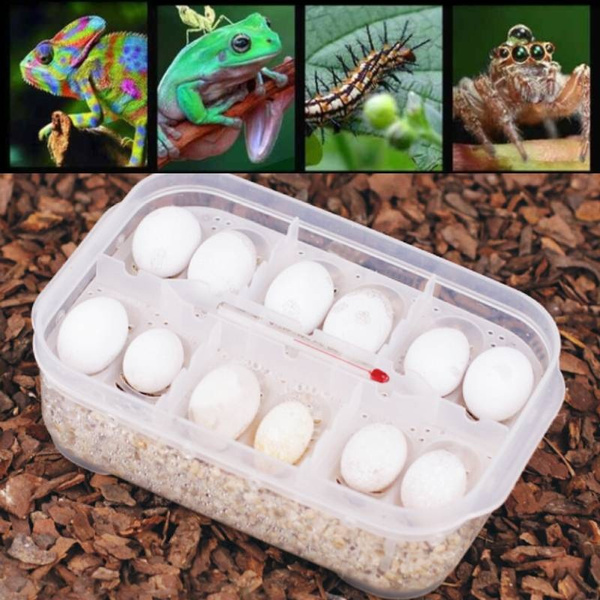 NEW Transparent Plastic Professional Gecko Snakes Lizards Reptiles Eggs ...
