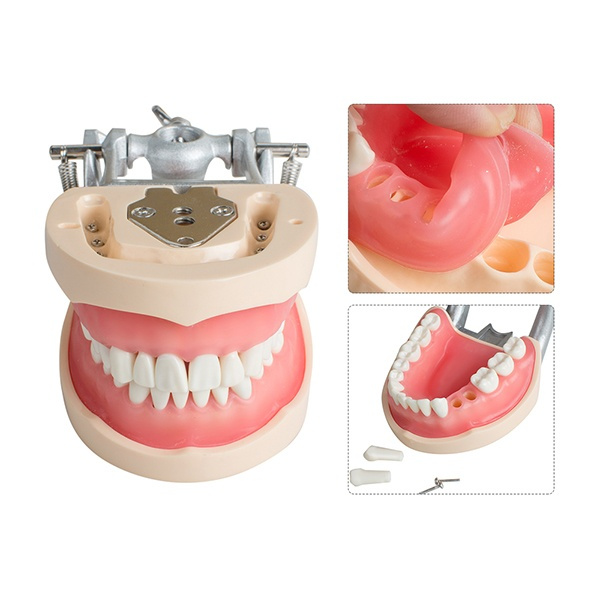 Detachable Articulated?Model Dental Universal Plate 200H Type Removable ...