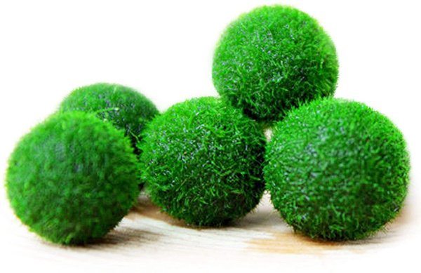 Luffy First Pet Plant Nano Marimo Moss Ball, 0.6 Inches, Fun, Bright ...
