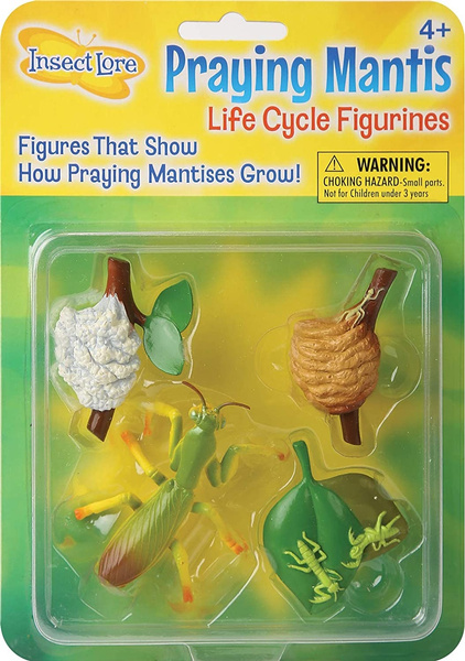 Praying Mantis 4 Piece Life Cycle Figures - 2" Bug Toys by Insect Lore ...