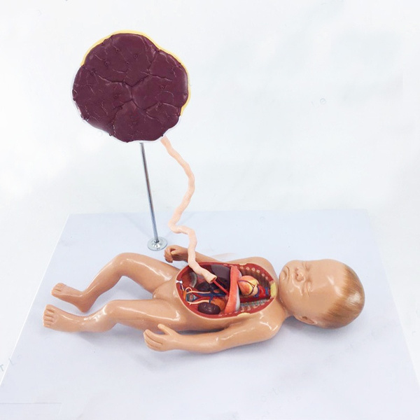 PVC Fetus Model Shows The Structure of The Blood Circulation Organs of ...