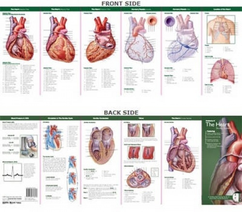 Anatomical Chart Company's Illustrated Pocket Anatomy: Anatomy of The ...