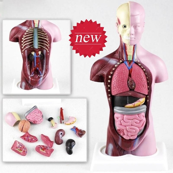 28CM UNISEX Human Torso Anatomy Model Viscera Heart Brain Skeleton ...