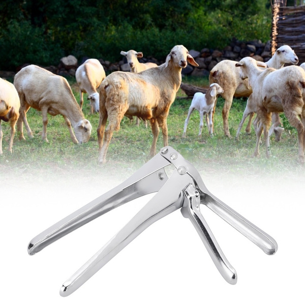 Sheep Goat Dilator Vaginal Speculum Artificial Insemination Device ...