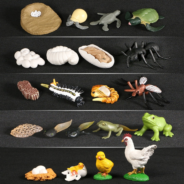 Animals Growth Cycle Life Cycle Model set Frog Ant Mosquito Sea Turtle ...