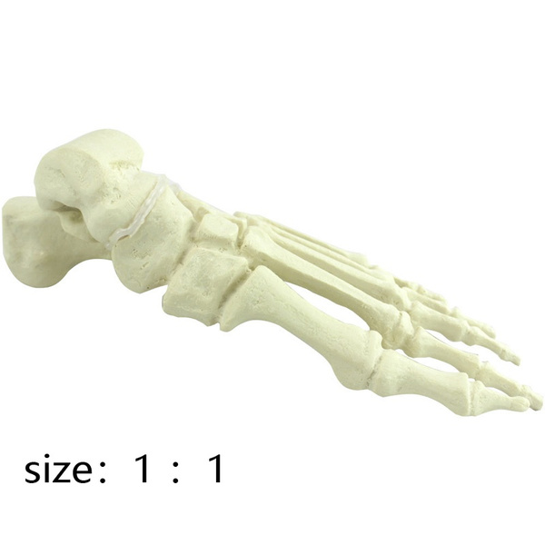 Foot Bone Model - Human Foot Joint Anatomy Orthopedic Implant Model ...