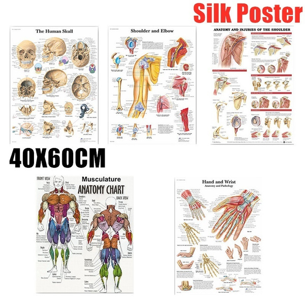 5 Style Silk Painting Wall Art Picture Human Skeletal Anatomy Bones Of ...