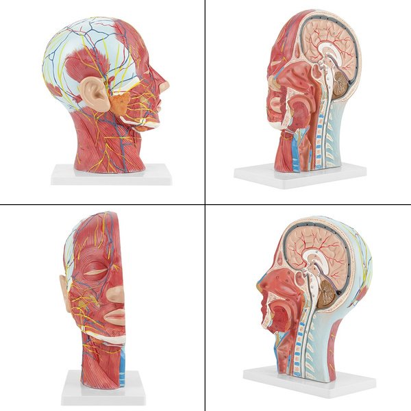 Life Size Human Anatomical And Face Model | Wish