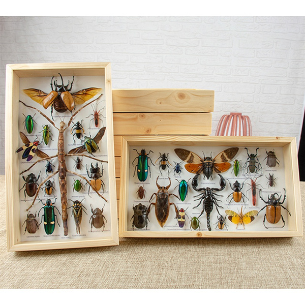 Insect Specimen Rare Asia Amazon Tropical Beetle Specimens Set Students ...