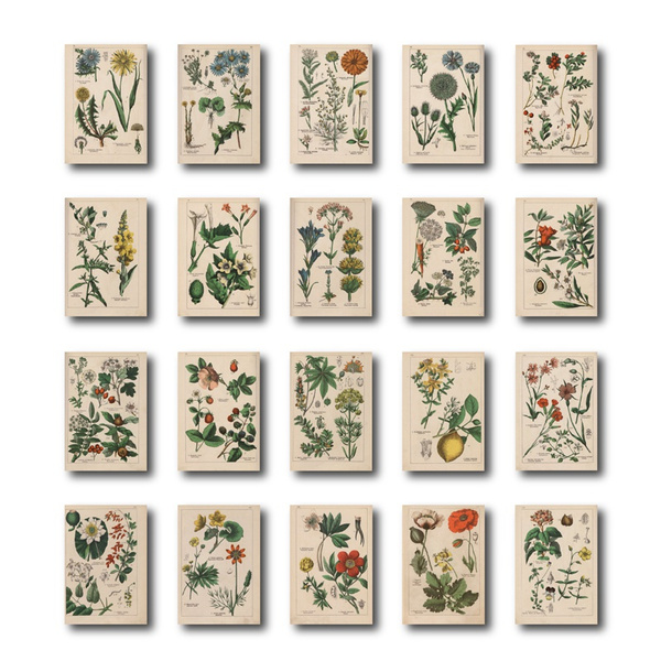 Vintage Botanical Herbs Posters And Prints Antique Plant Botany Wall ...