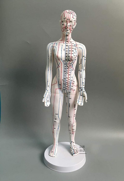 1 Piece Female Acupuncture Model Female Model Human Body Acupuncture ...