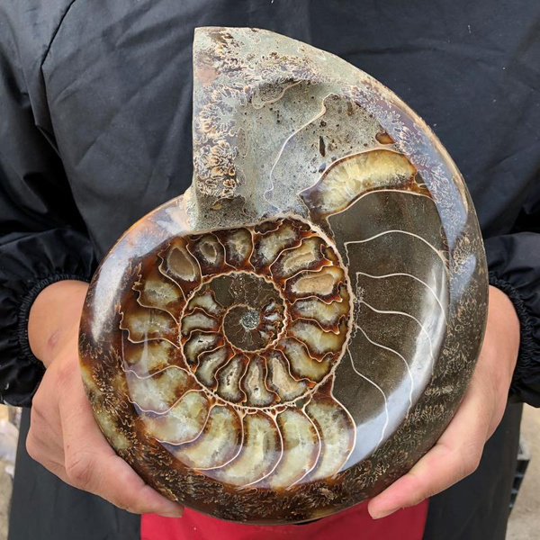 Natural ammonite fossil ashtray quartz crystal specimen fossil crystal ...