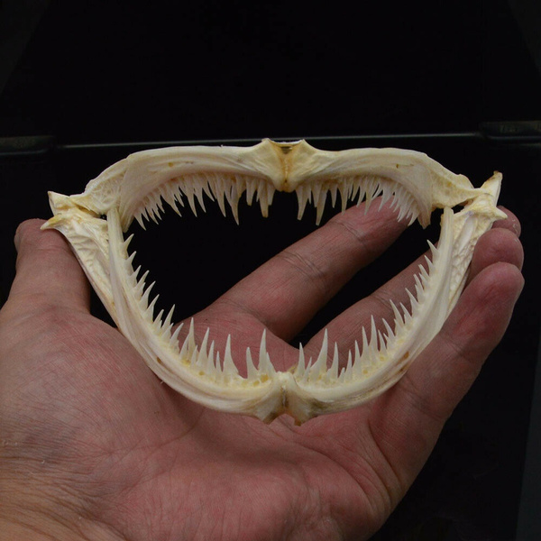 Anglerfish fish mouth bone skull animal skull specimen (real skull) | Wish