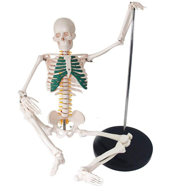 85cm Sternum Bone Model with Nerve Intervertebral Disc Human Anatomy ...