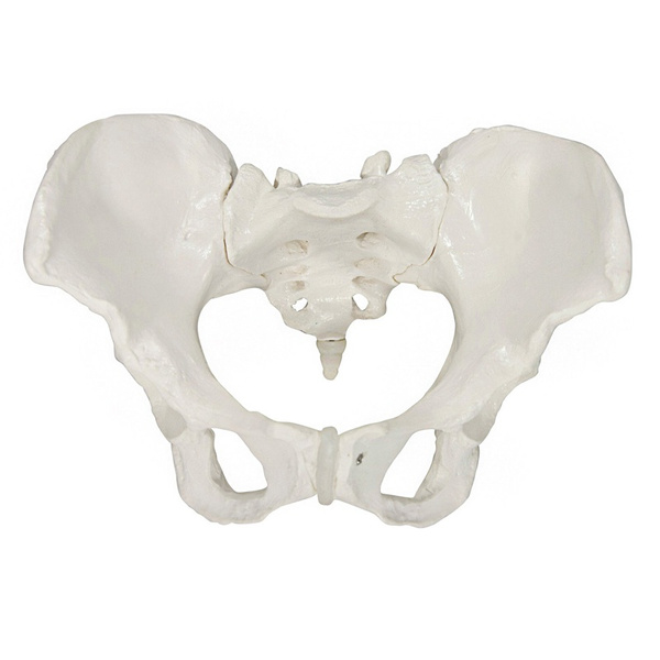 Medical Anatomical Female Pelvis Model with Removable Organs ...