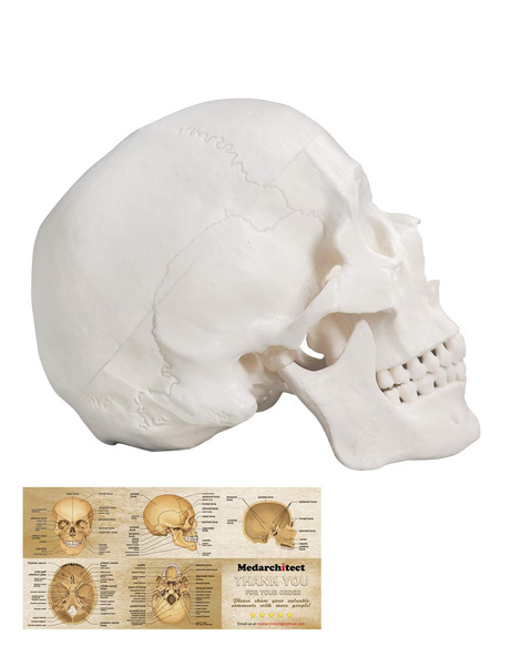 Mini Skull Model Small Size Human Anatomy Skull Model with Moving Jaw ...