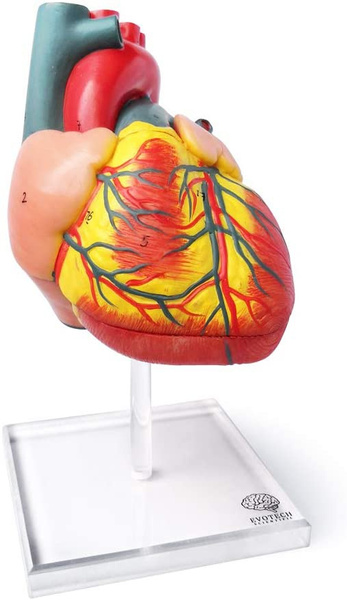 Evotech Scientific Human Heart Model For Anatomy, 2 - Part Heart Models ...
