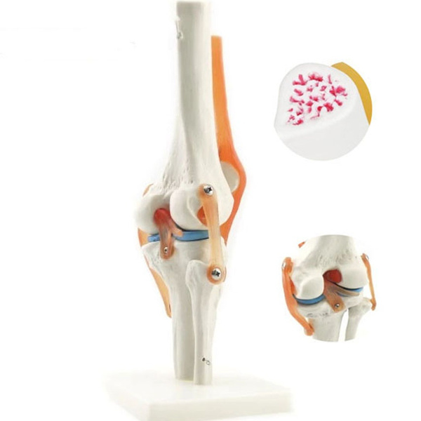 Life Size Human Knee Joint with Ligament Simulation Model for Skeleton ...
