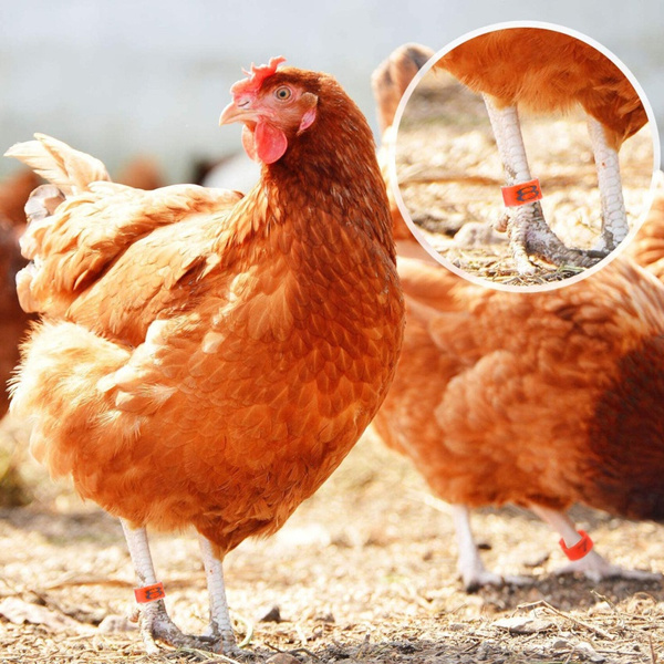 100 Pieces Chicken Leg Rings Multiple Colour Chicken Identification Leg ...