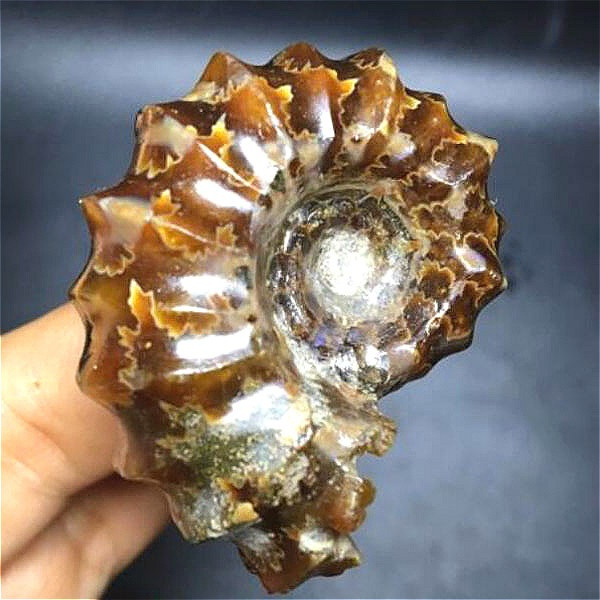70g Rare Natural Polished Conch Fossil Specimens of Madagascar | Wish