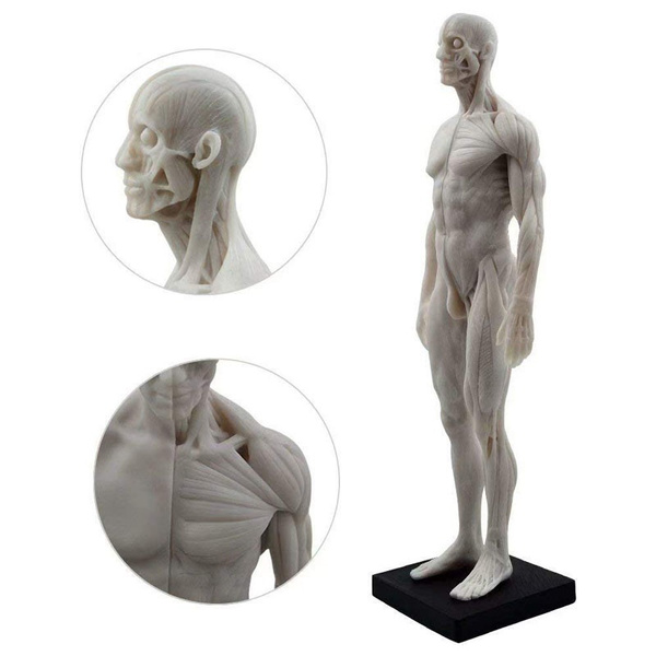30cm Human Muscle Skeleton Anatomical Structure Model for Art Painting ...