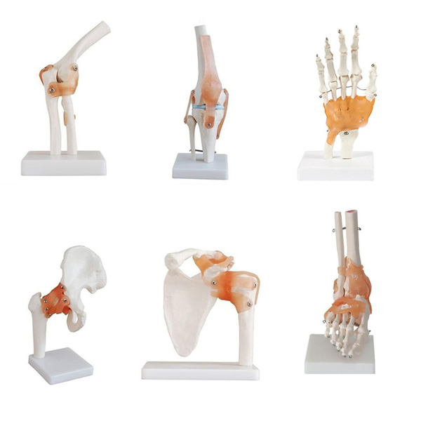 Human Joint Ligaments Anatomy Model | Wish