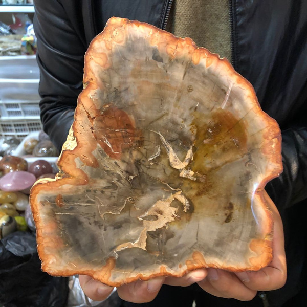 600~1200g natural petrified wood quartz crystal mineral specimen fossil ...