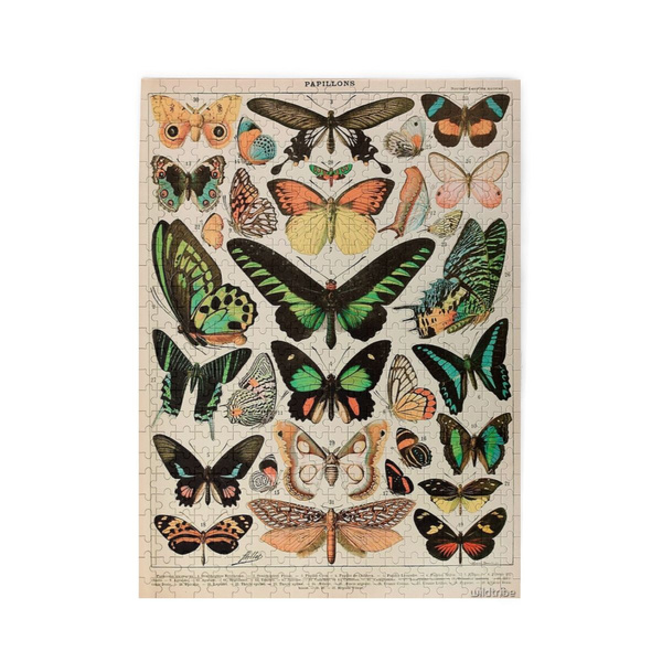 Papillon II Vintage French Butterfly Chart By Adolphe Millot Poster ...