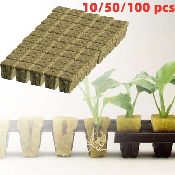 Plants Live Houseplants Grow Plug Grodan Hydroponic Grow Cubes Rockwool ...