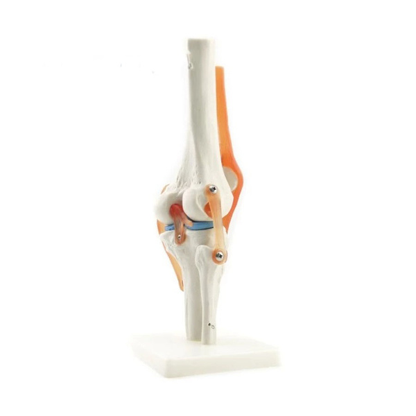 Life Size Human Knee Joint with Ligament Simulation Model for Skeleton ...