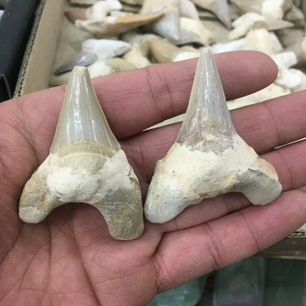 Wholesale!!Crystal specimen of fossilized shark teeth from deep sea ...