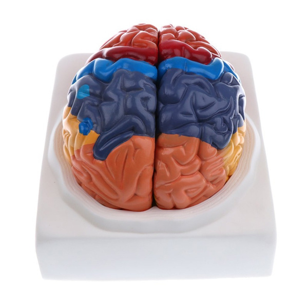 Life Size 1:1 Colored Removable 2 Parts Human Brain Brainstem Model ...