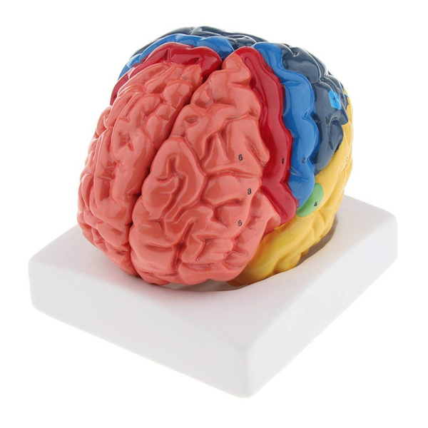 Life Size 1:1 Colored Removable 2 Parts Human Brain Brainstem Model ...