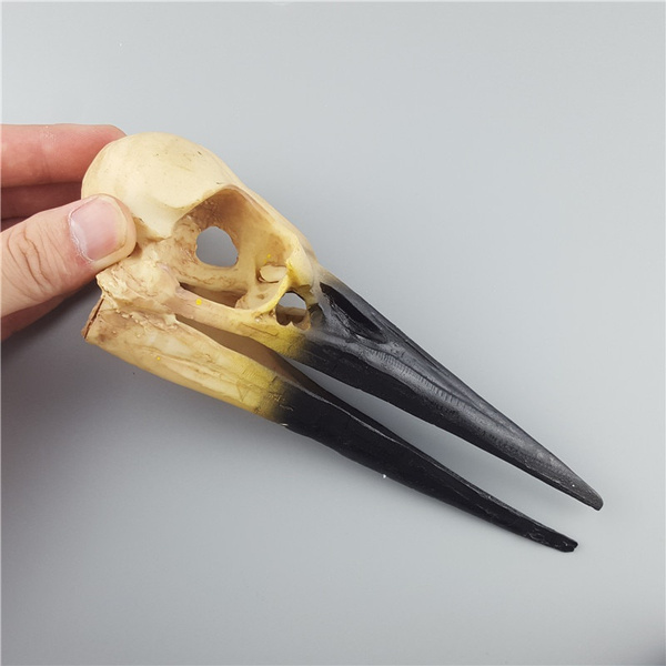 Animal Crow Birds Skull Model Home Decoration Resin Crafts Medical ...