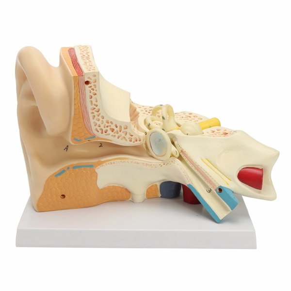 5 Times Human Ear Anatomy Model Show Structure of The Central and ...