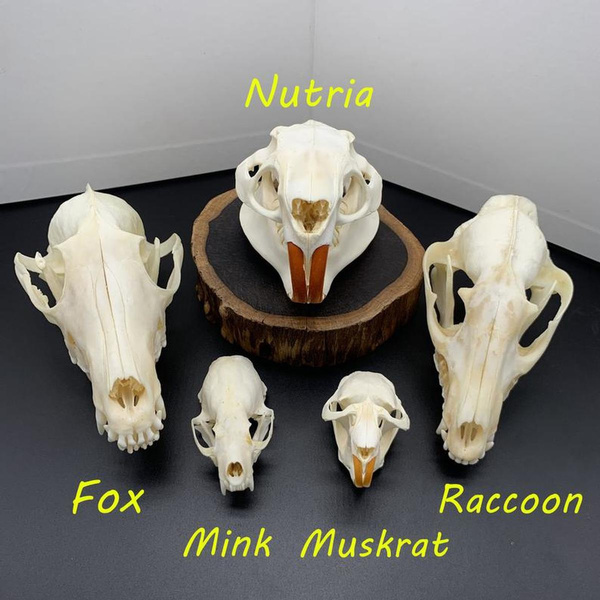 Wholesale 1:1 True Natural Exquisite Animal Collectible Skull 12 ...