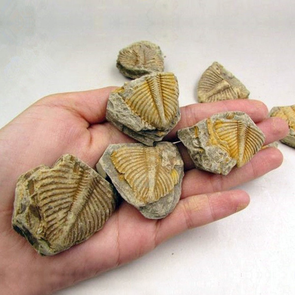 Natural Trilobite Fossils Stone Specimens Ancient Marine Fossils, Crown ...
